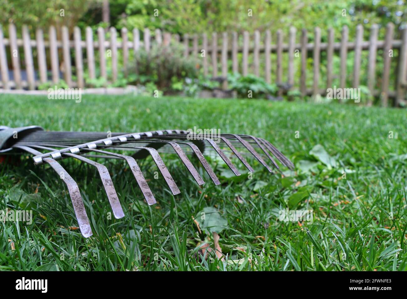 close up of a rake lying on a lawn Stock Photo - Alamy