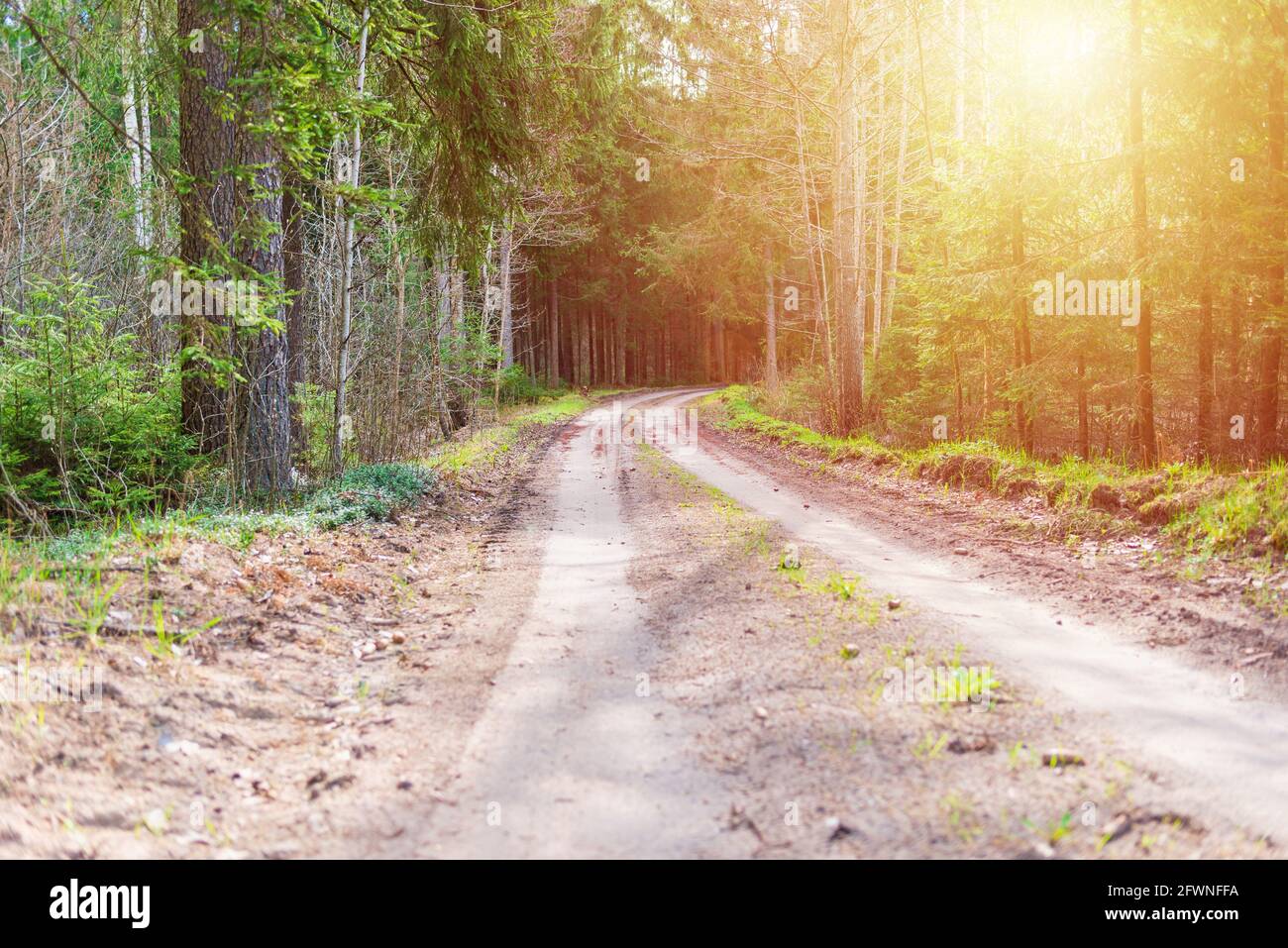 Spring forest road sunlight view. Road in autumn,spring,summer wood ...
