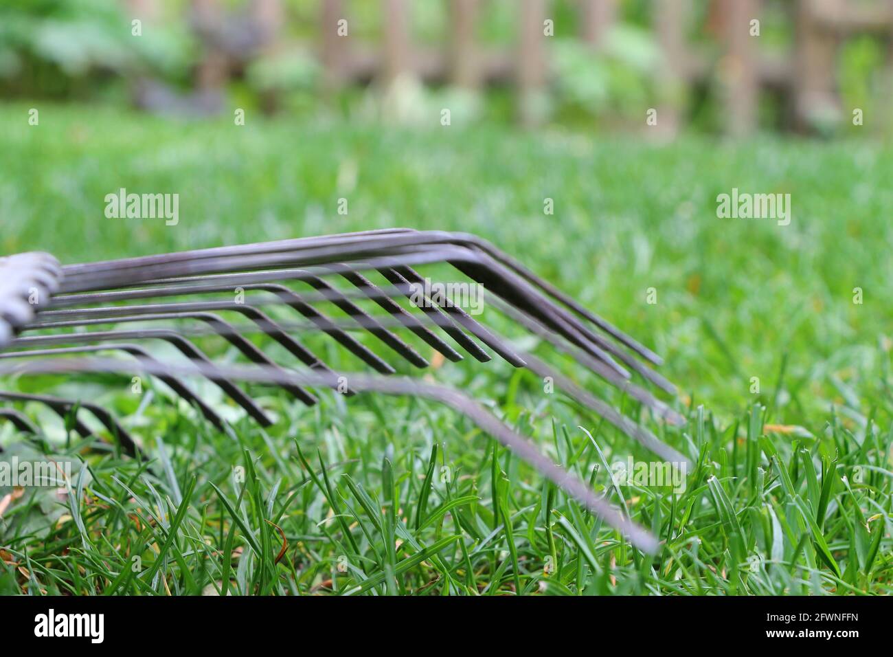 close up of a rake lying on a lawn Stock Photo - Alamy