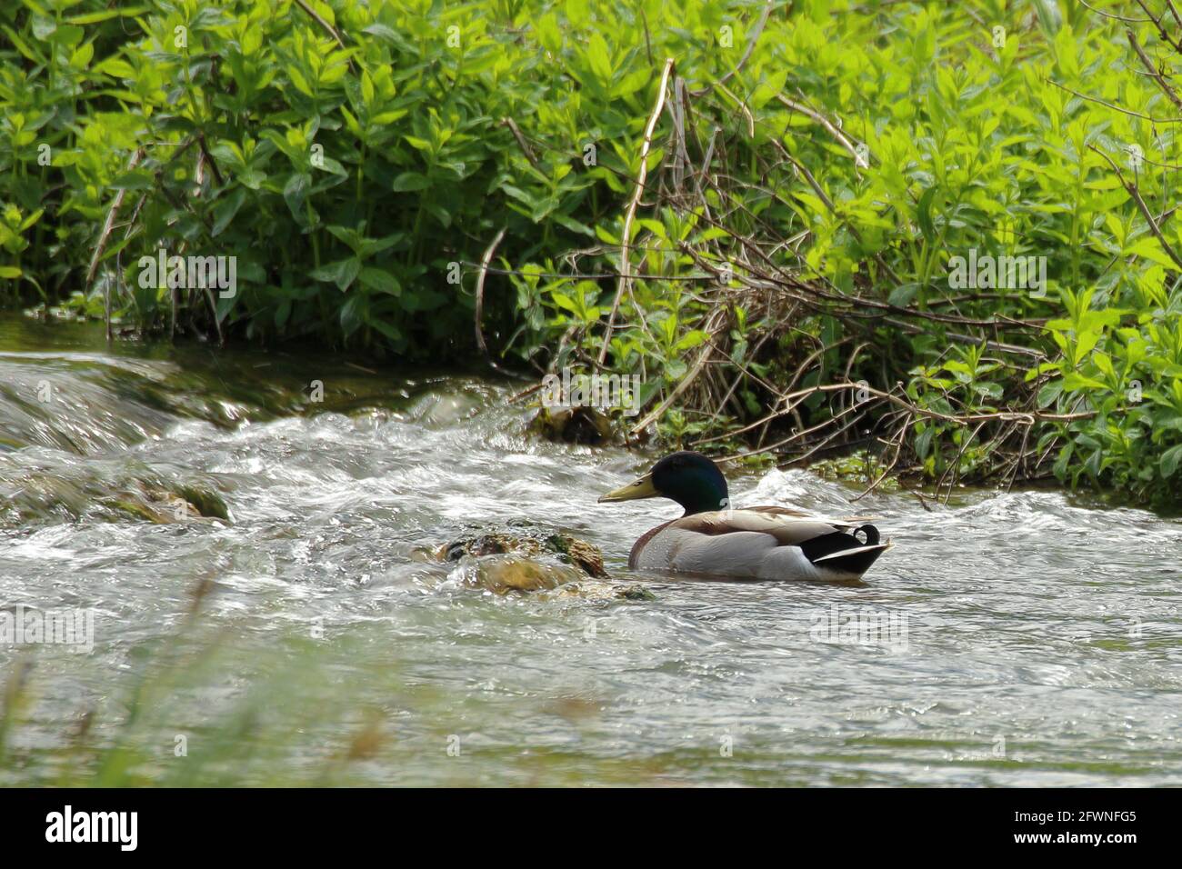 Animal by creek hi-res stock photography and images - Alamy