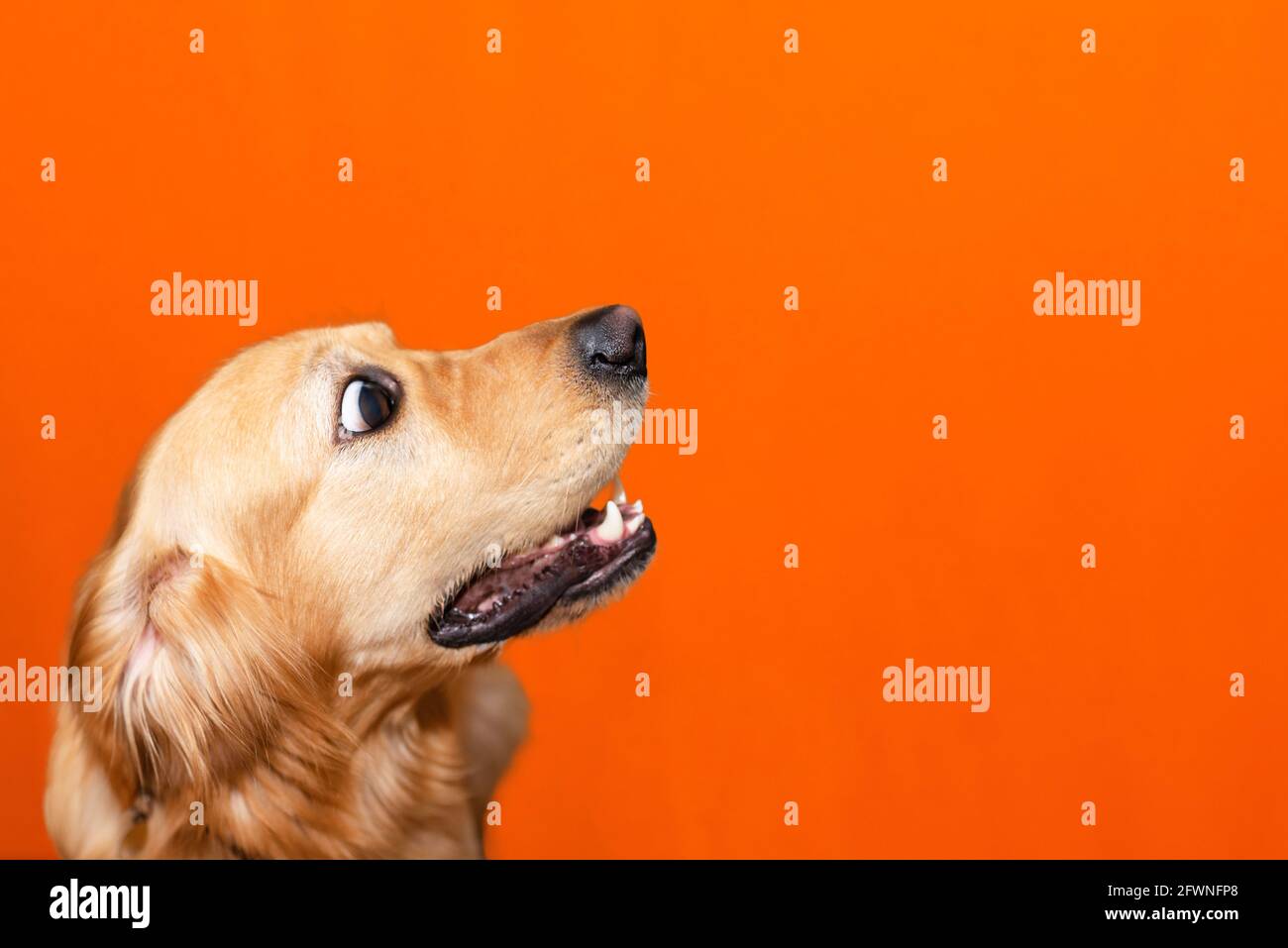 Portrait of surprised golden retriever labrador big eyes on a carrot ...