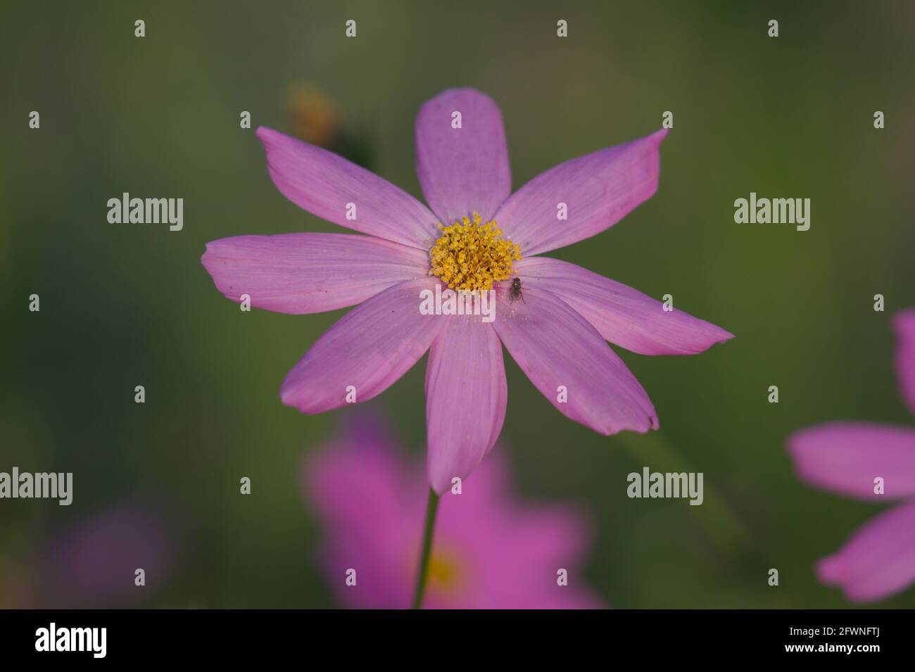 Cosmos is a genus, with the same common name of cosmos, consisting of ...