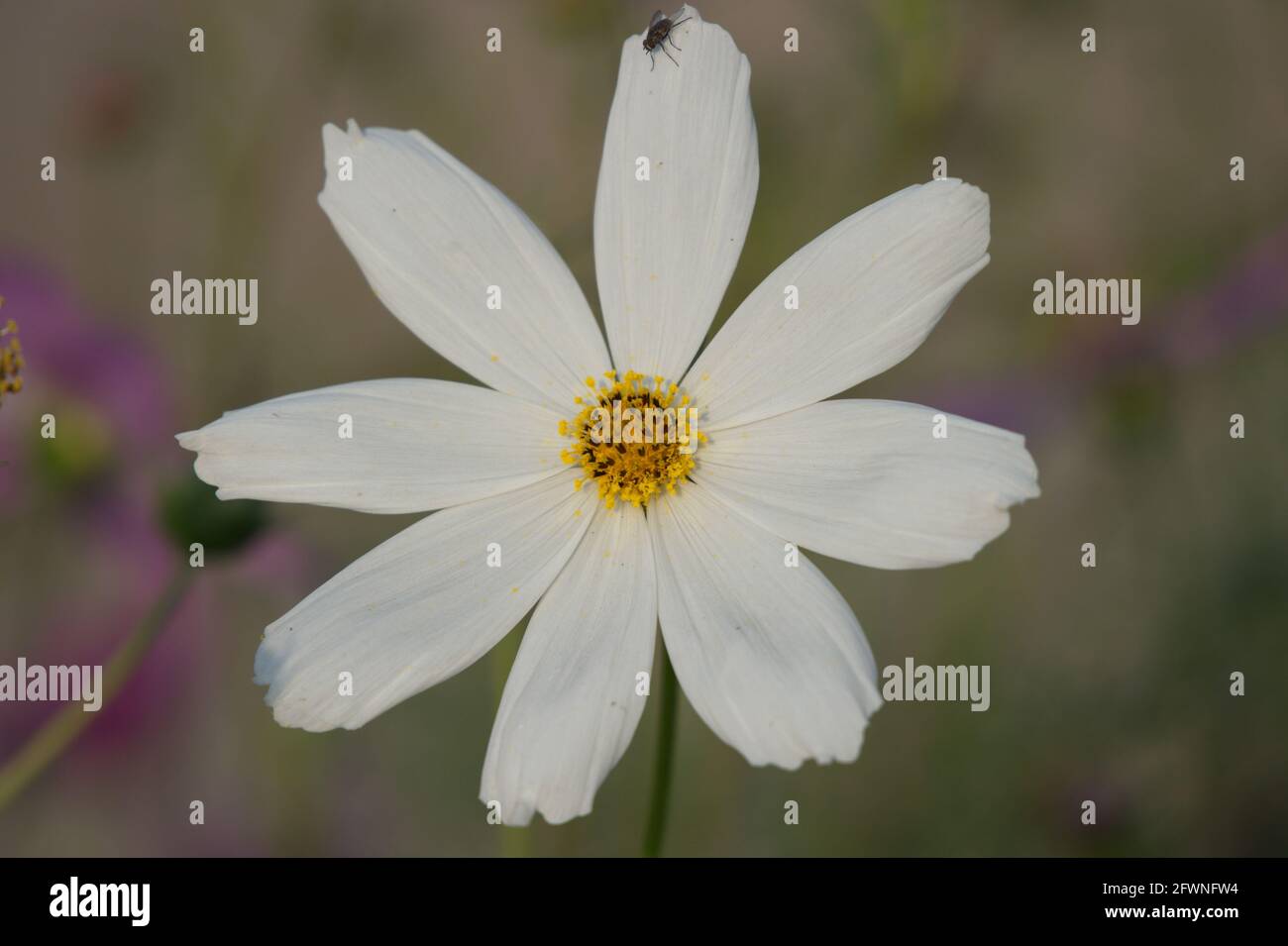 Cosmos is a genus, with the same common name of cosmos, consisting of ...