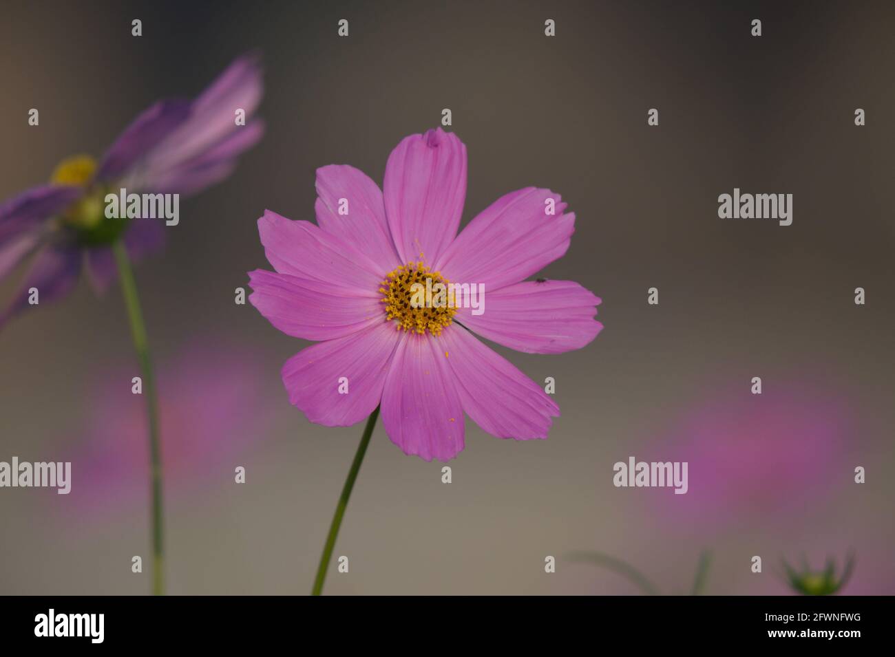 Cosmos is a genus, with the same common name of cosmos, consisting of ...