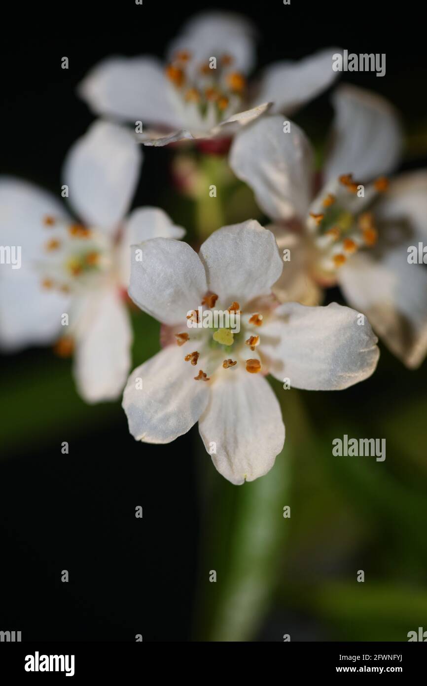White flower blossoming close up botanical modern background choisya ...