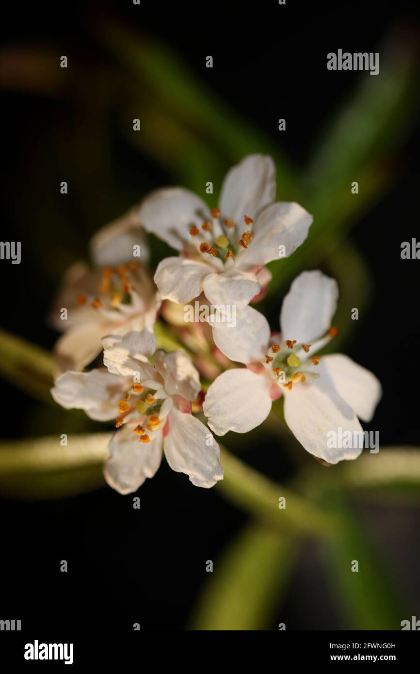 White flower blossoming close up botanical modern background choisya ...