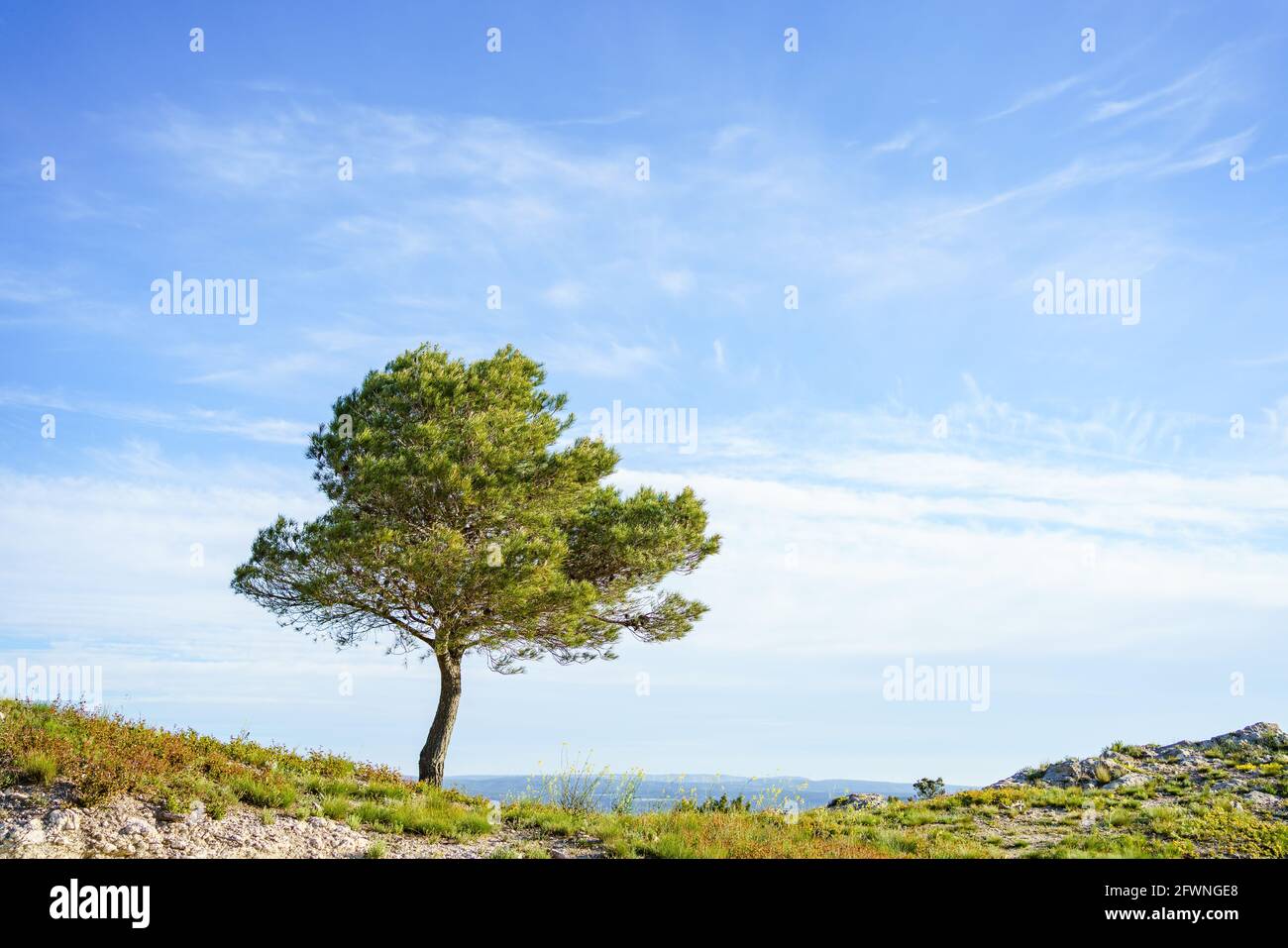Blue pine tree hi-res stock photography and images - Alamy