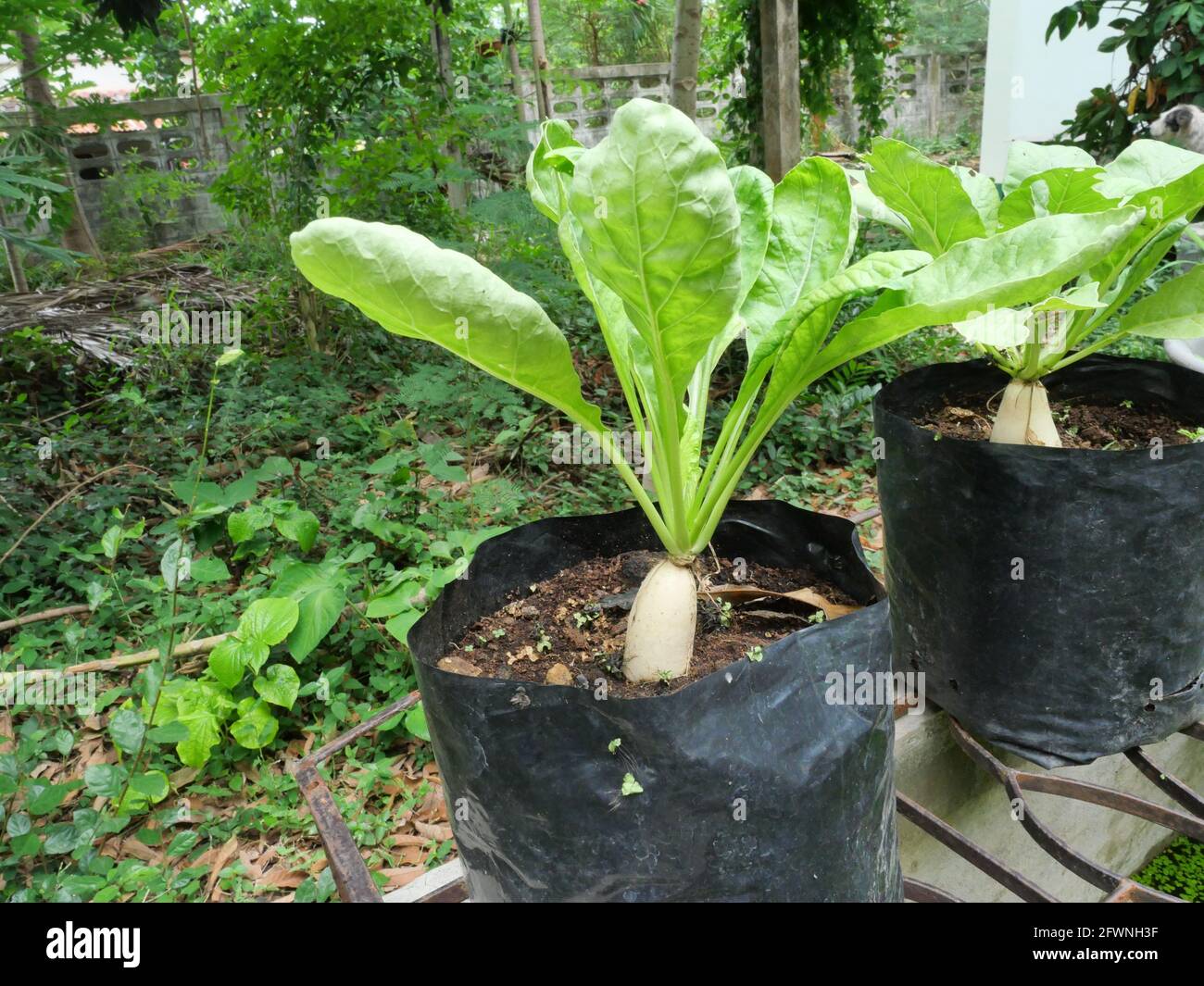 Small green root hi-res stock photography and images - Alamy