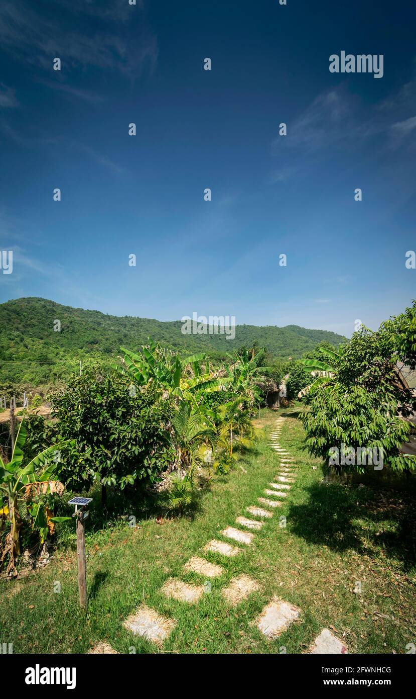 organic tropical fruit farm plantation scenic view on sunny day near ...