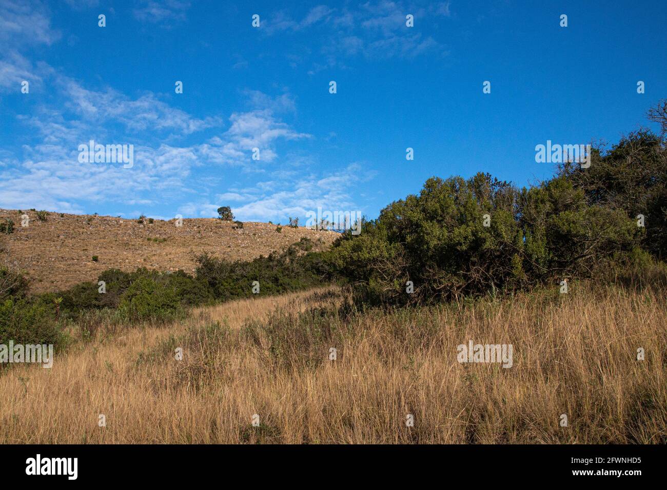 Dry south african bushland with cloudy blue sky Stock Photo - Alamy
