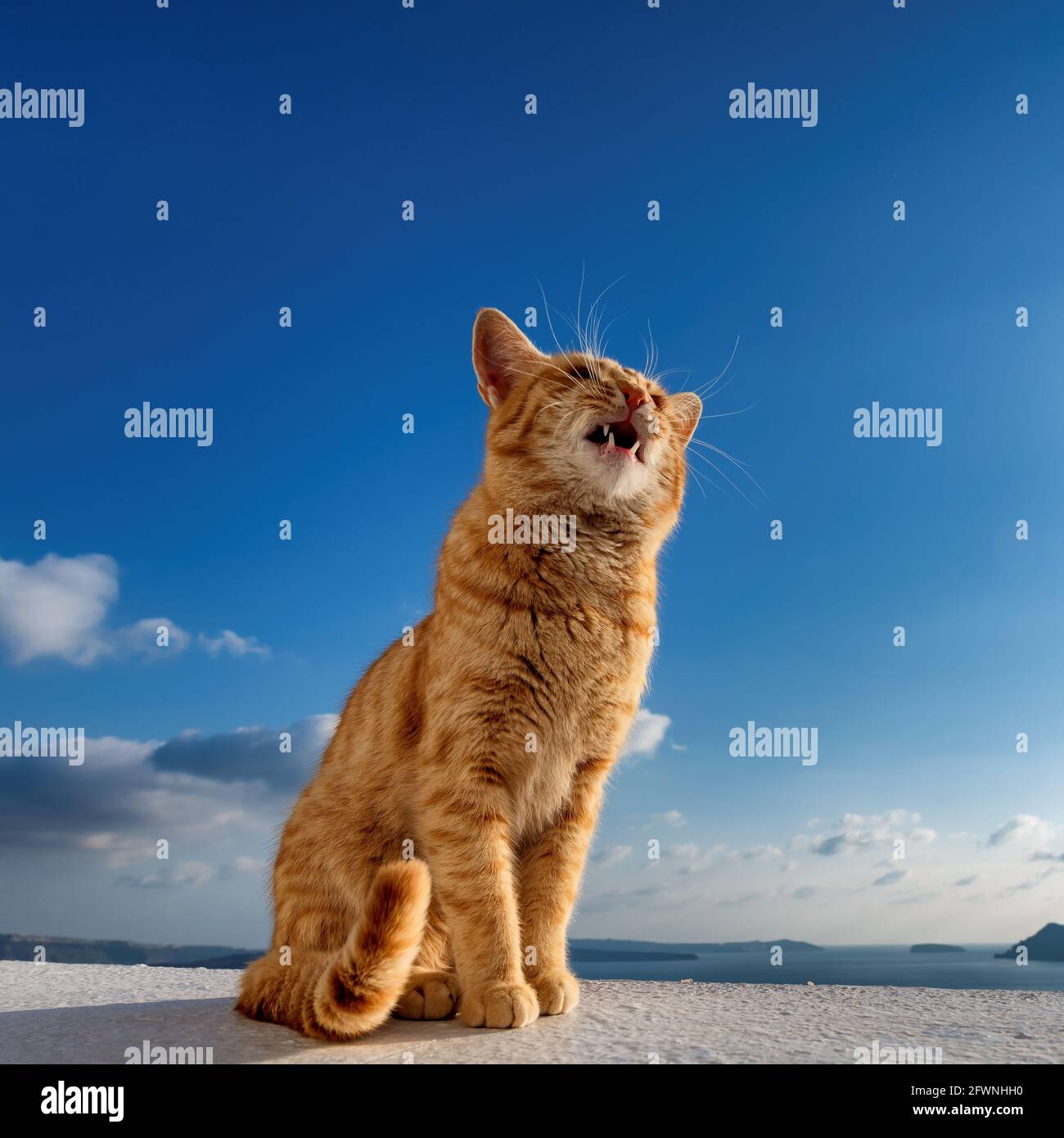 White cat feline blue sky greece hi-res stock photography and images ...