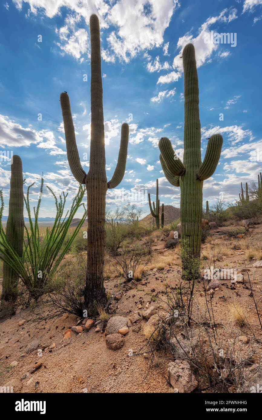 Saguaro cactus landscape Stock Photo - Alamy