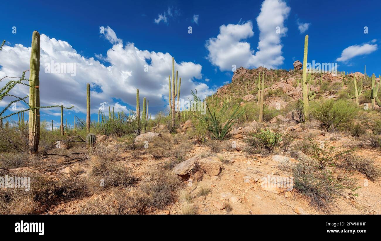 Saguaro cactus palo verde tree hi-res stock photography and images - Alamy