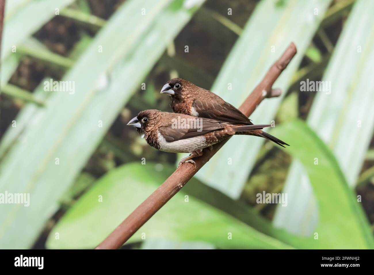 Birds Of Borneo High Resolution Stock Photography and Images - Alamy