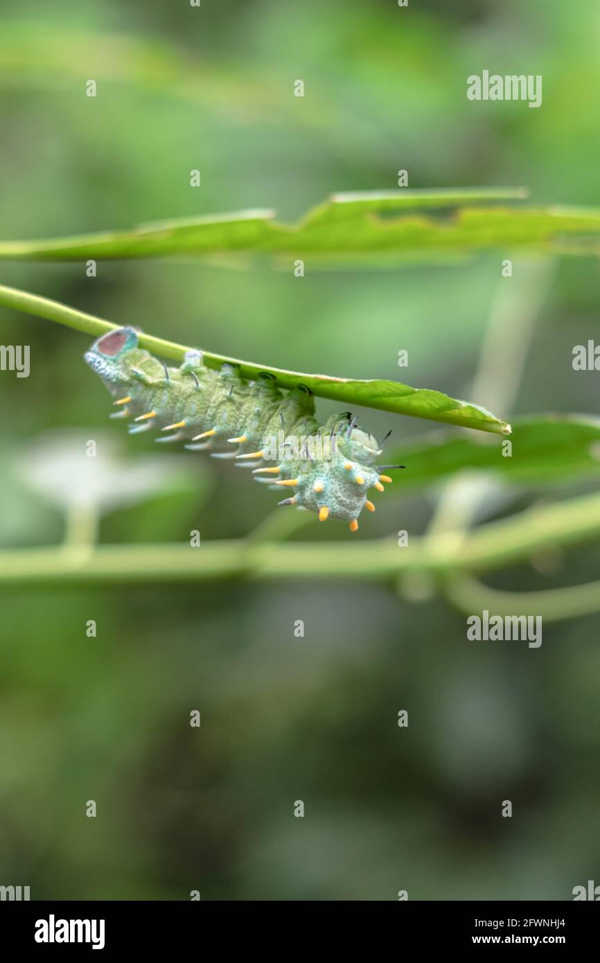 Metamorphosis exhibition hi-res stock photography and images - Alamy