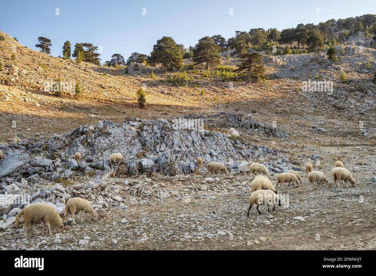 Grazing sheep in turkish mountains hi-res stock photography and images ...