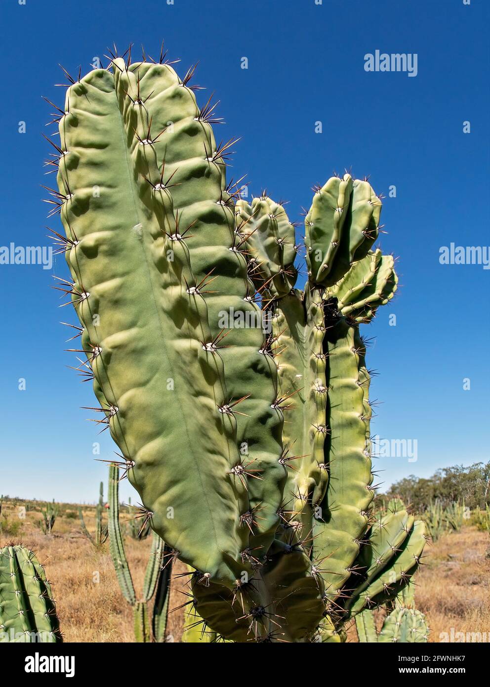 Close up of the spikes on a prickly pear infesting the landscape ...