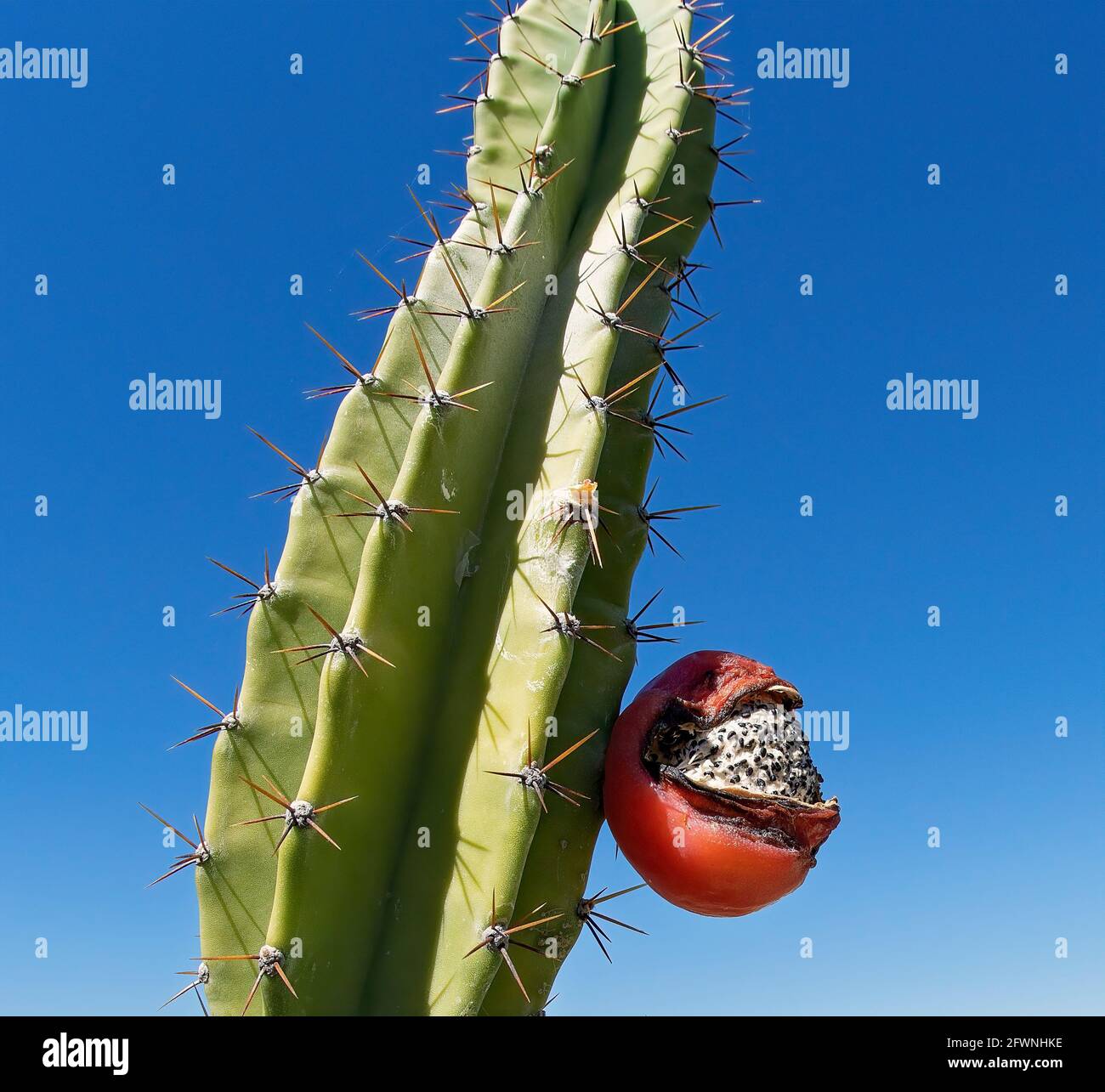 Close up of the fruit and seeds of a cacti, also showing the sharp ...