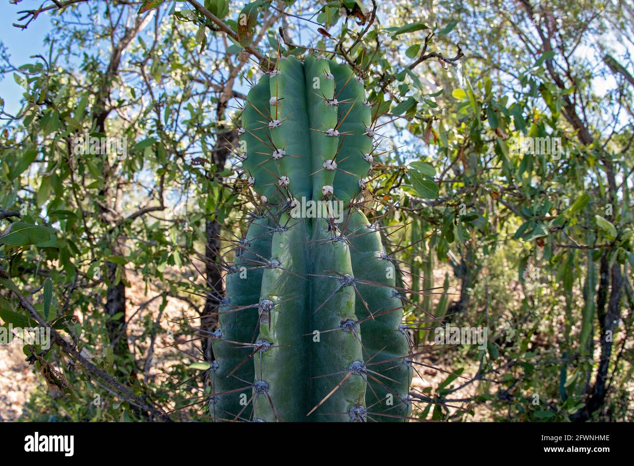 Close up of the spikes on a prickly pear infesting the landscape with ...