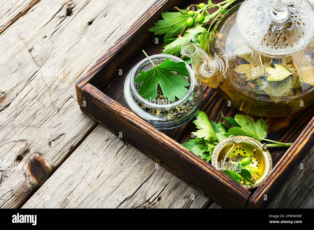 Brewed herbal tea in a stylish glass teapot.Currant leaf tea, herbal ...