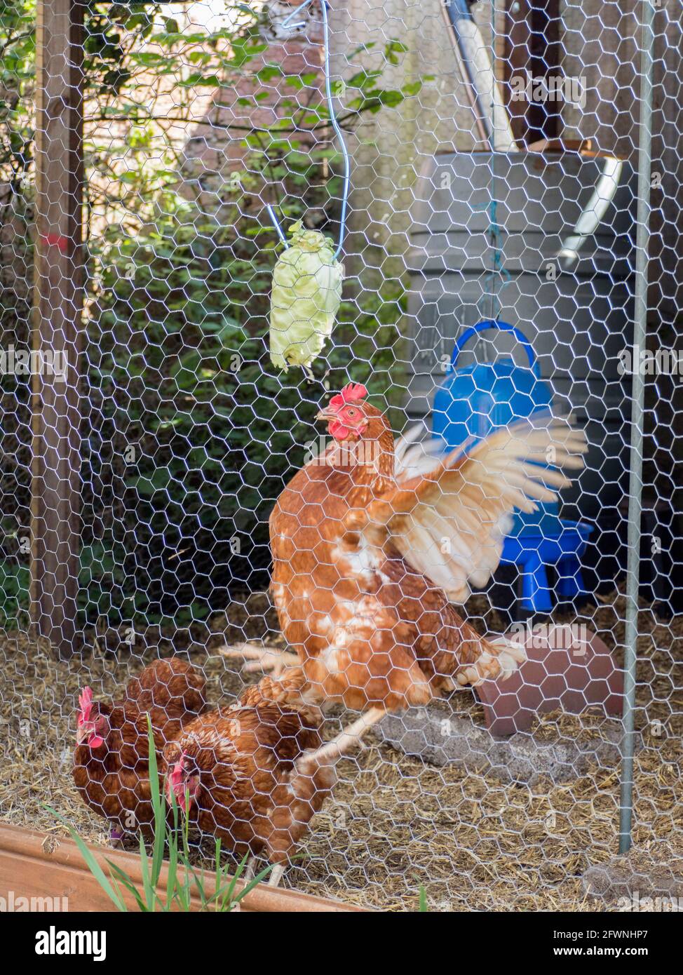 Backyard chickens health. Encouraging them to exercise Stock Photo - Alamy