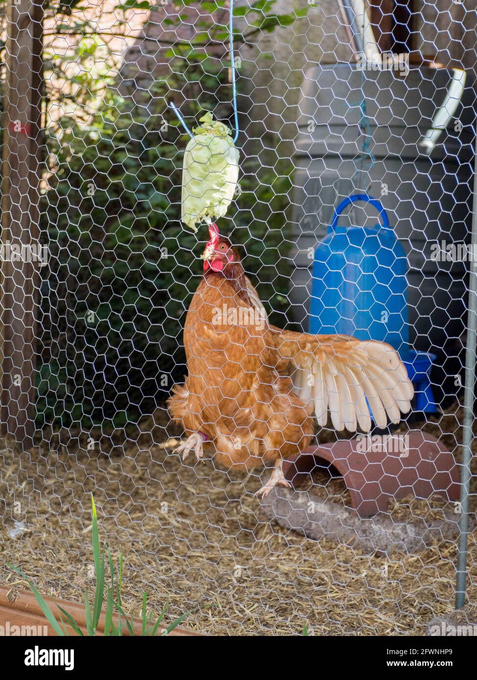 Backyard chickens health. Encouraging them to exercise Stock Photo - Alamy