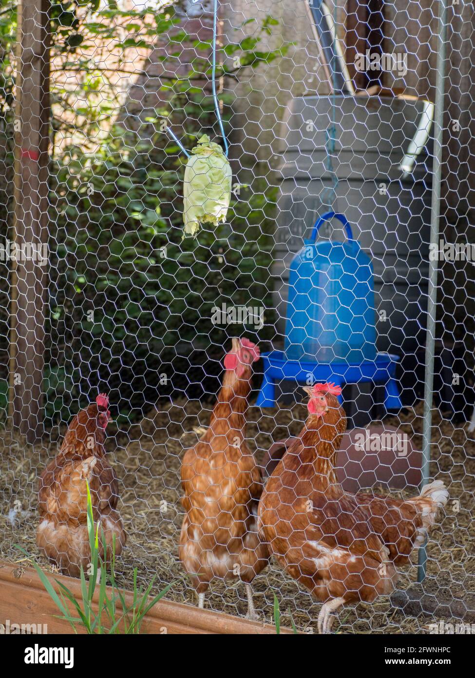 Backyard chickens health. Encouraging them to exercise Stock Photo - Alamy