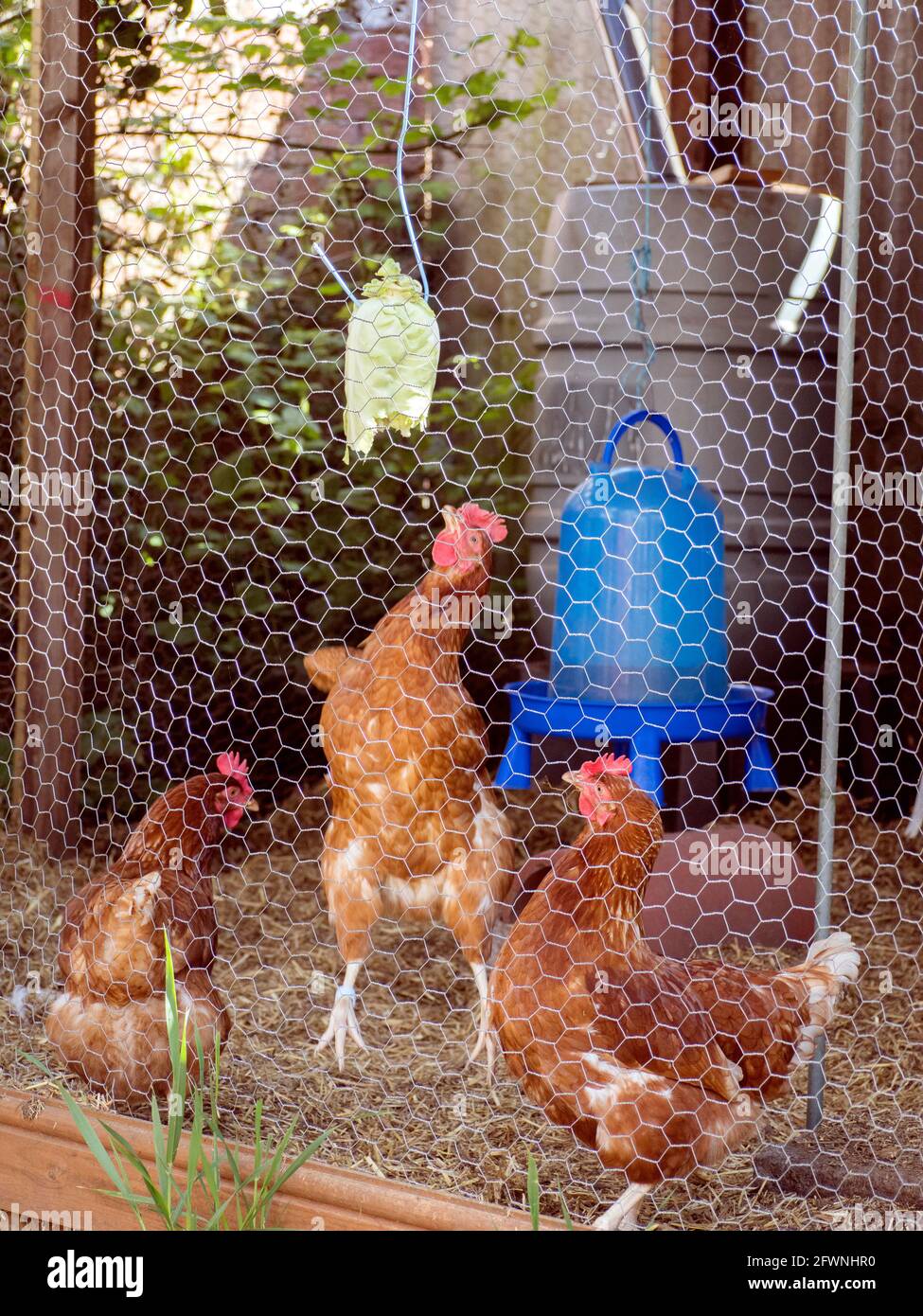 Backyard chickens health. Encouraging them to exercise Stock Photo - Alamy