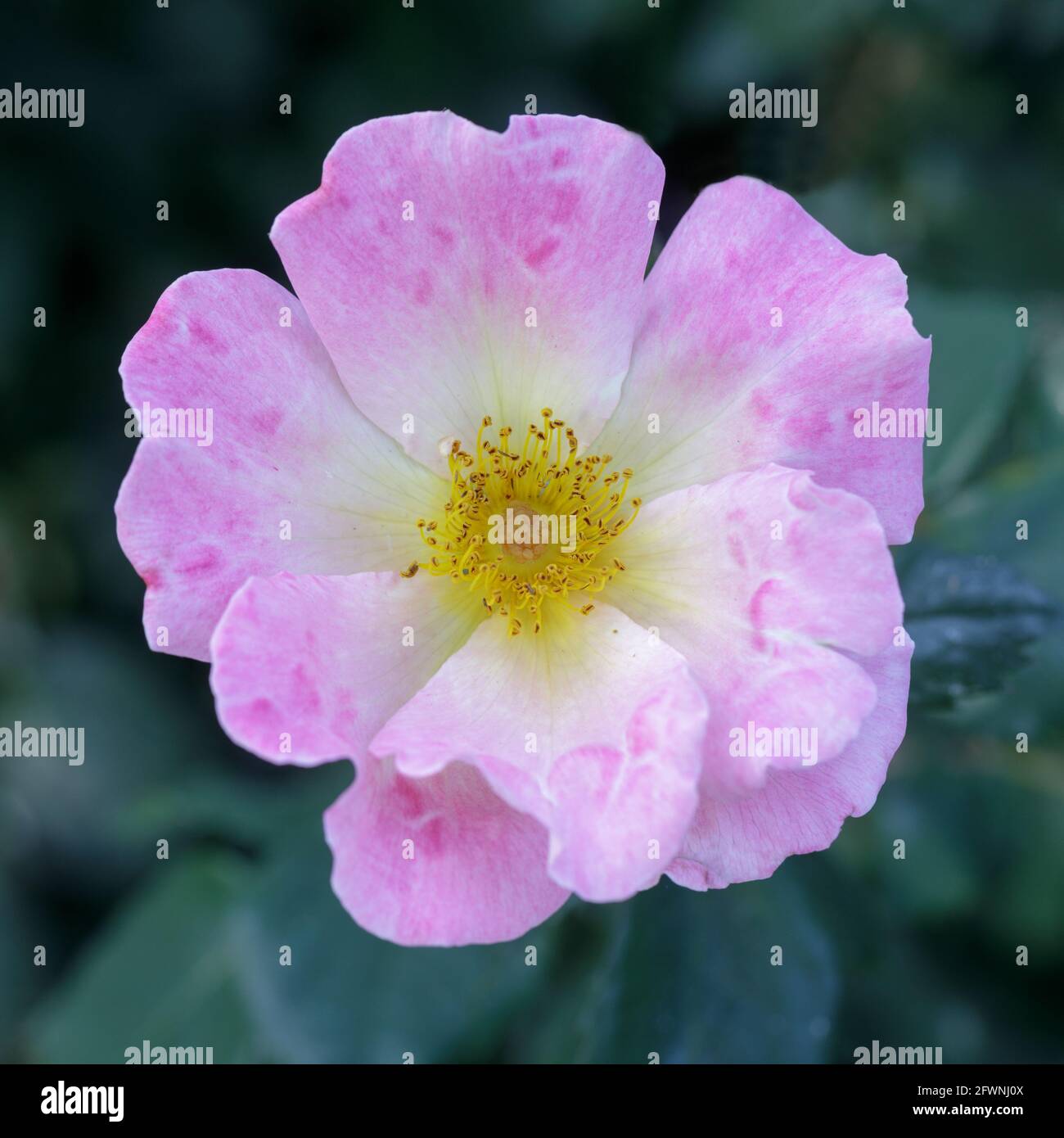 Cherry Parfait Grandiflora Rose in Bloom Stock Photo - Alamy