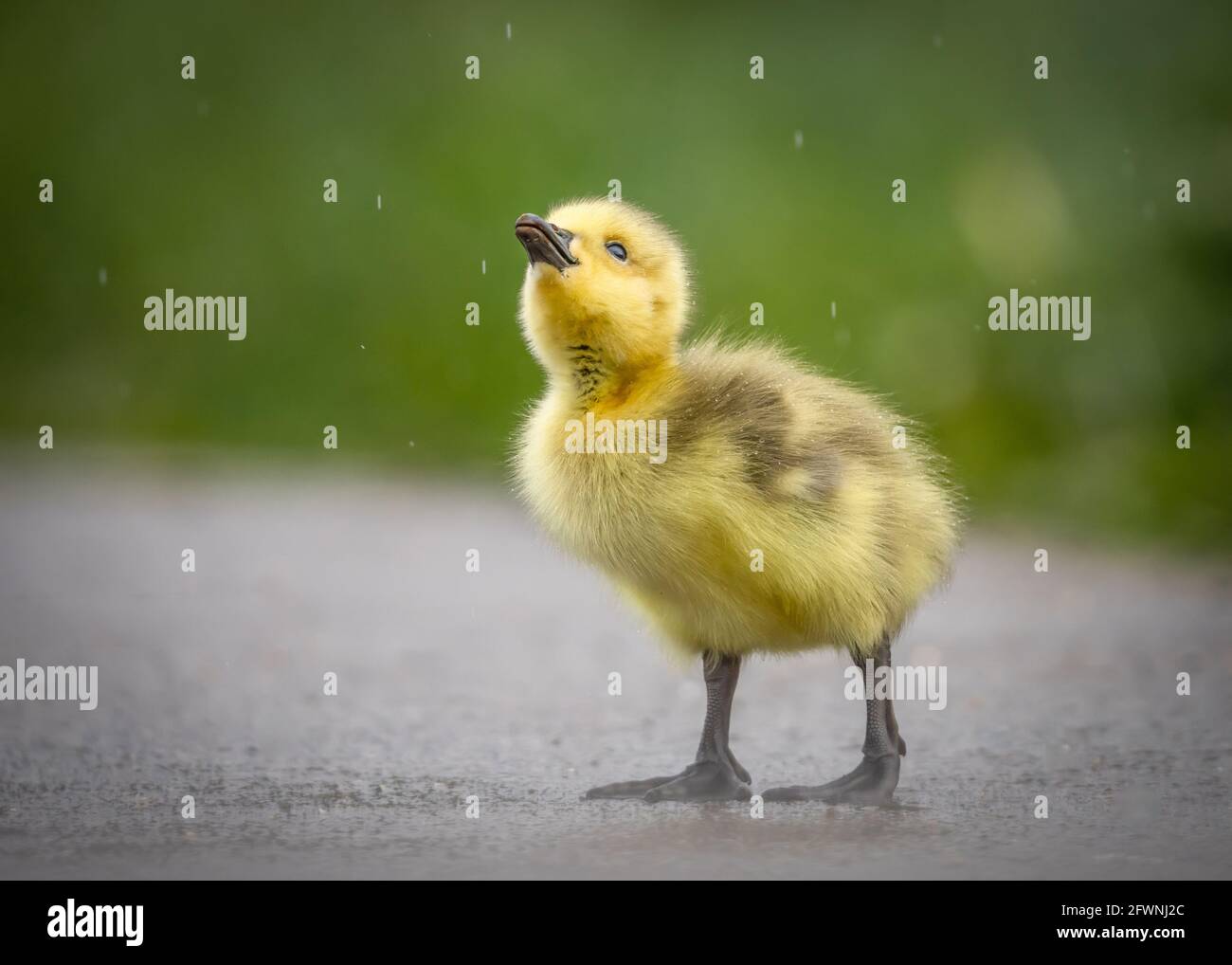 Fluffy gosling hi-res stock photography and images - Alamy