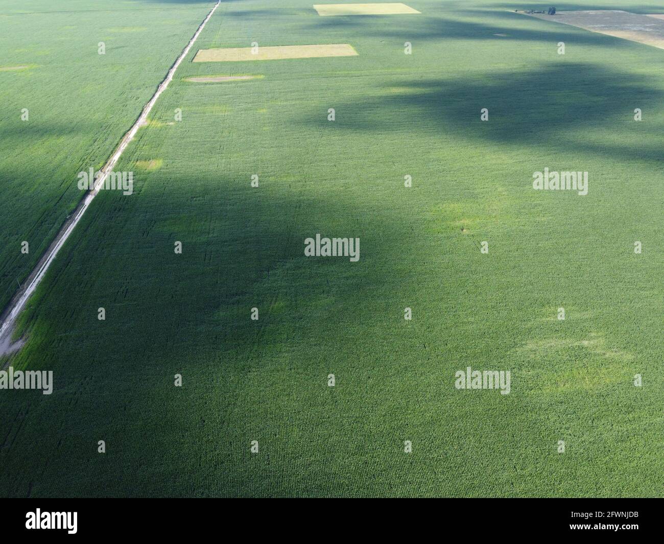 Extensive corn fields, top view. Green farm fields, landscape Stock ...