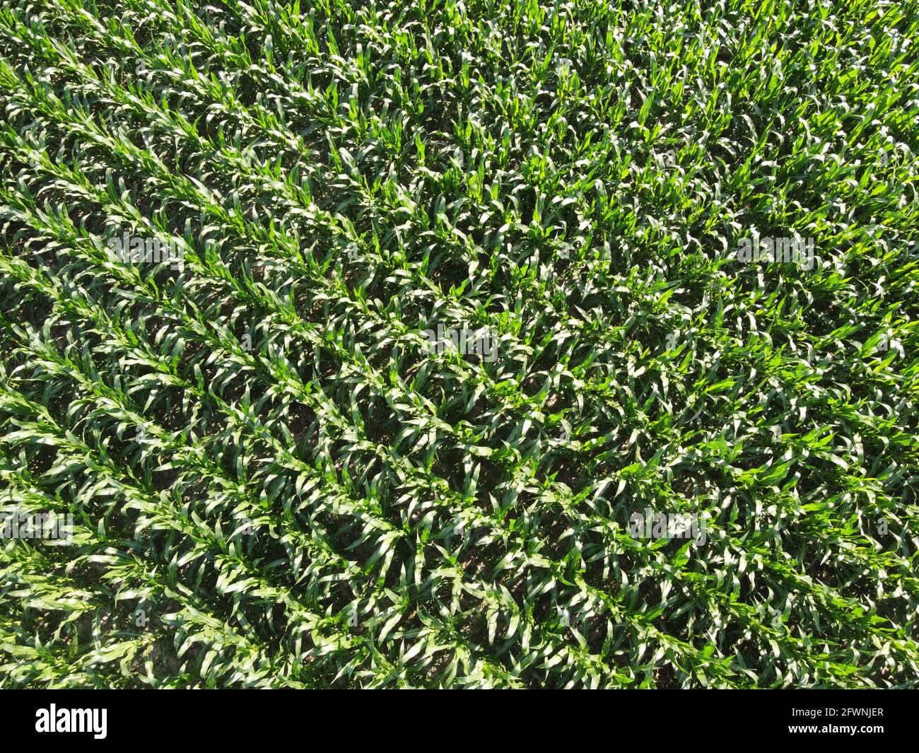 Extensive corn fields, top view. Green farm fields, landscape Stock ...