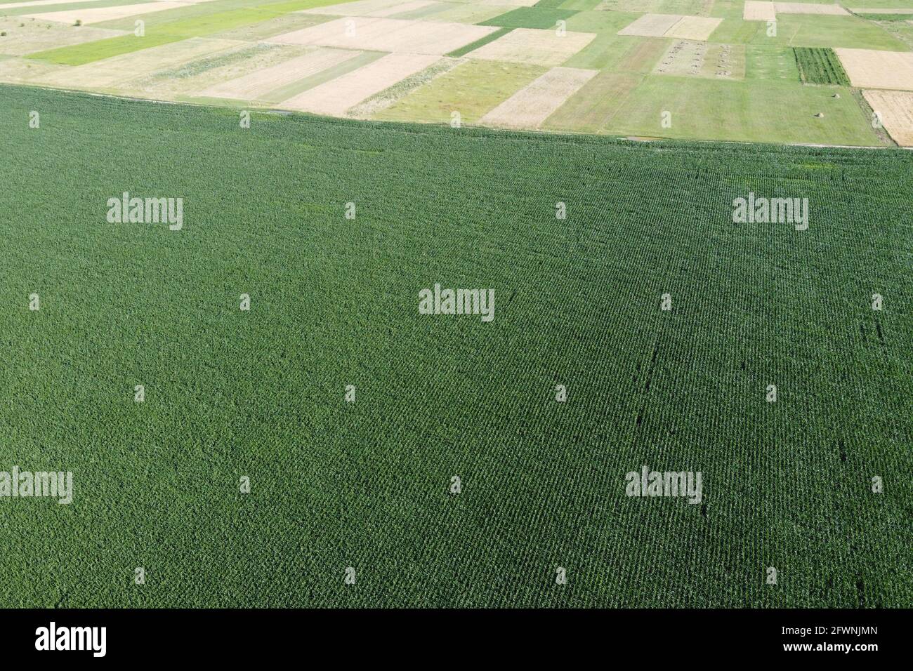 Farmfields from a bird's eye view. Crops of corn, landscape Stock Photo ...