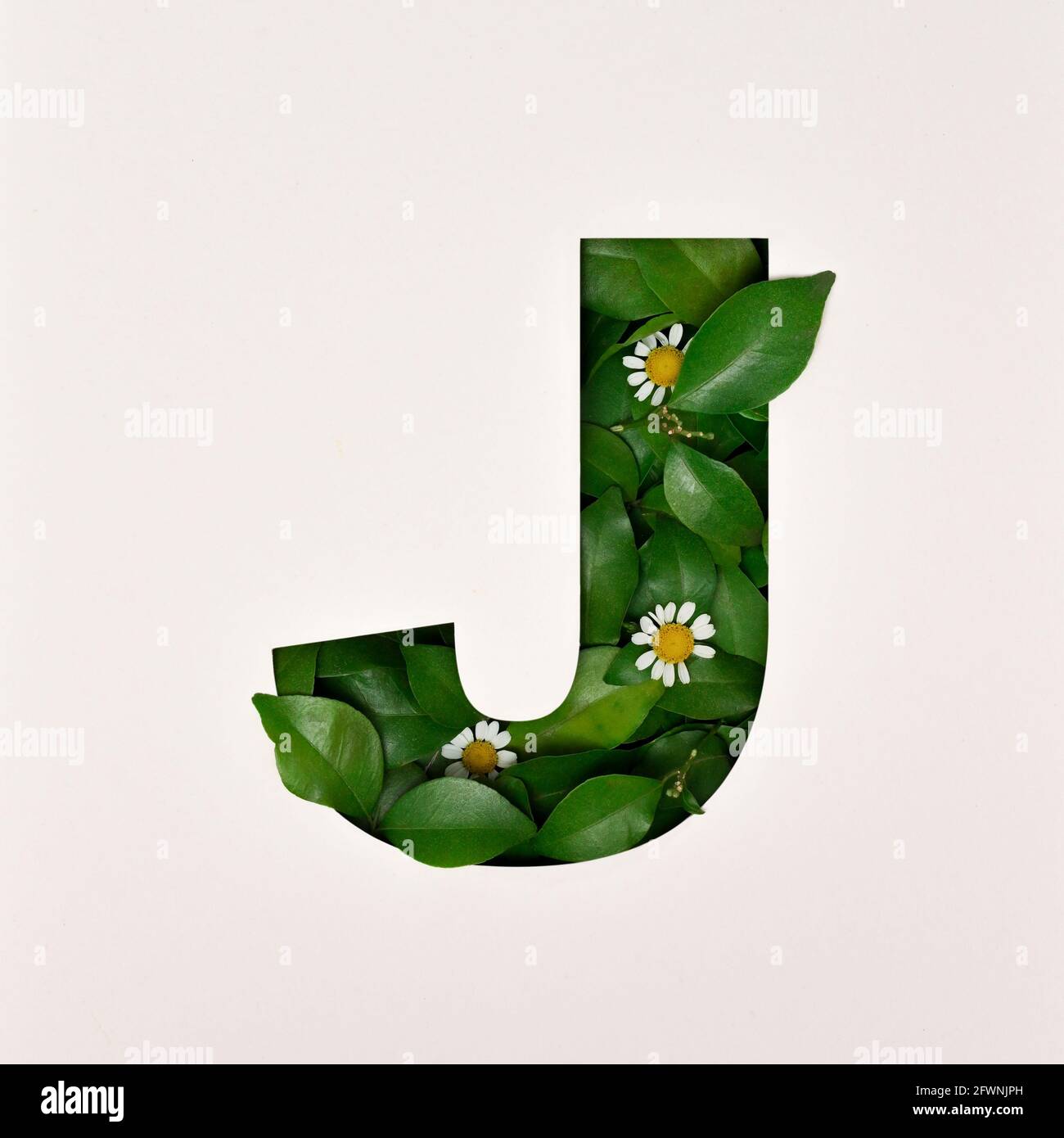 Font design, Abstract alphabet font with leaves and flower, realistic ...