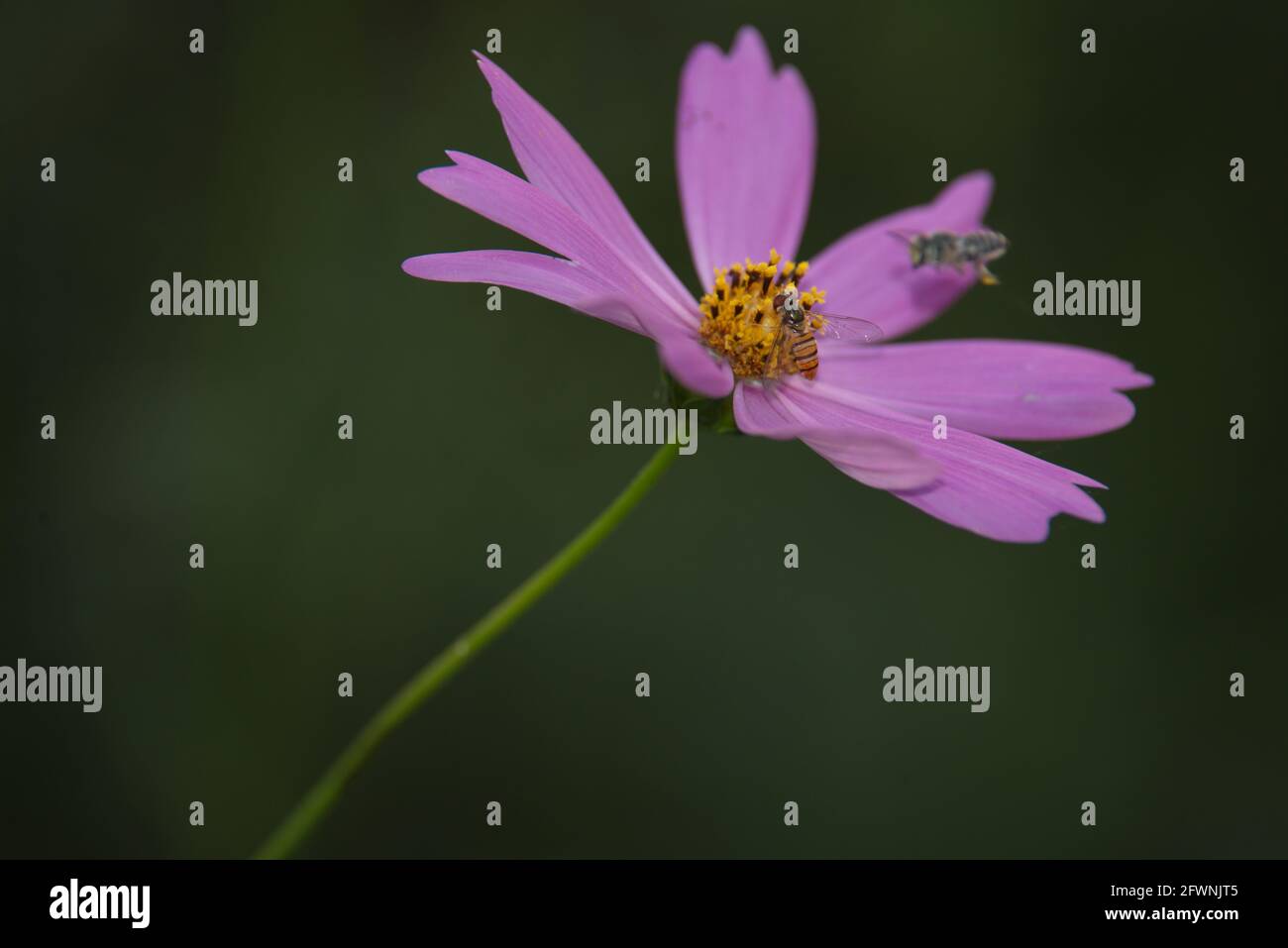 Cosmos is a genus, with the same common name of cosmos, consisting of ...