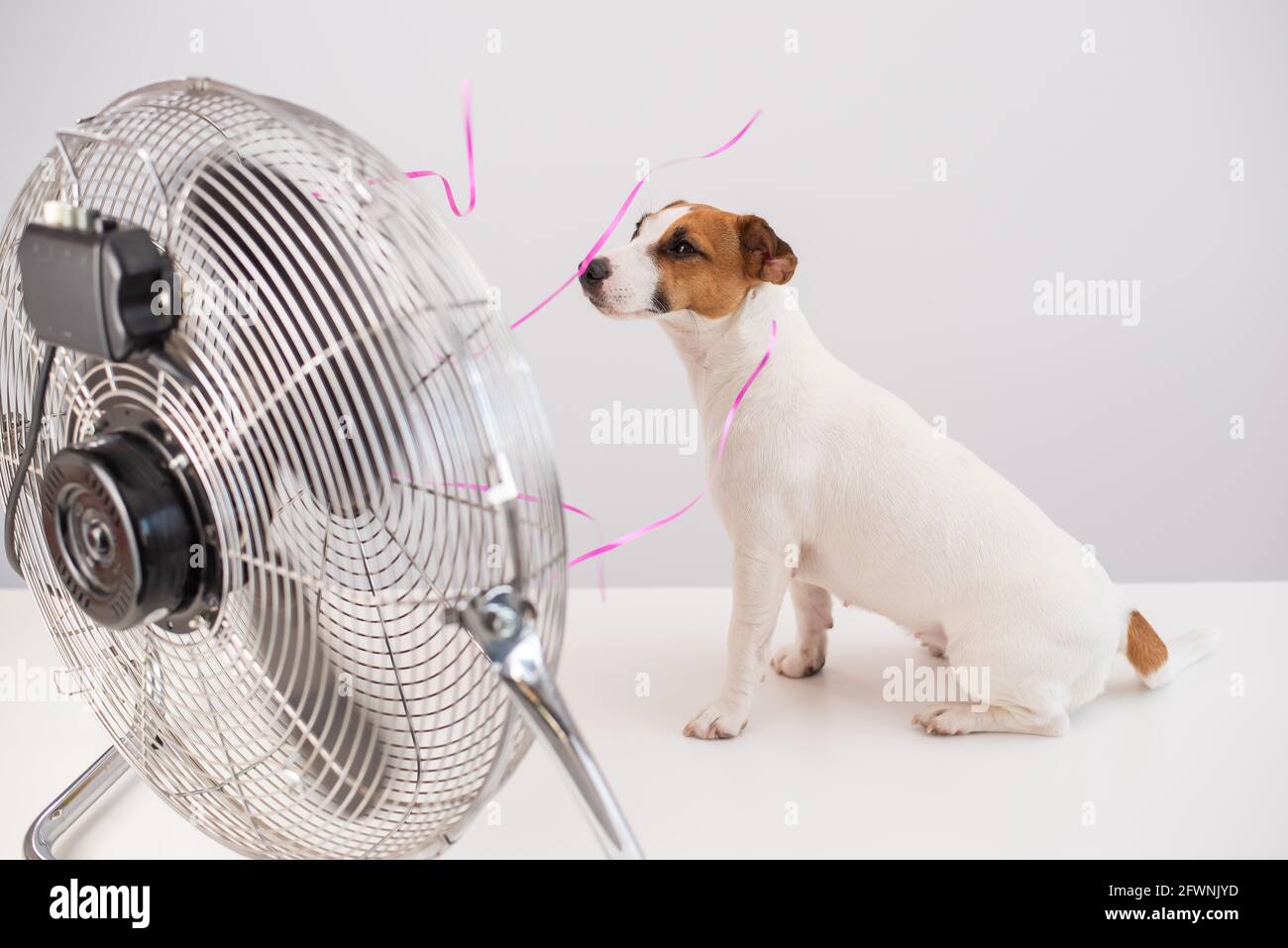 Will A Fan Cool A Dog