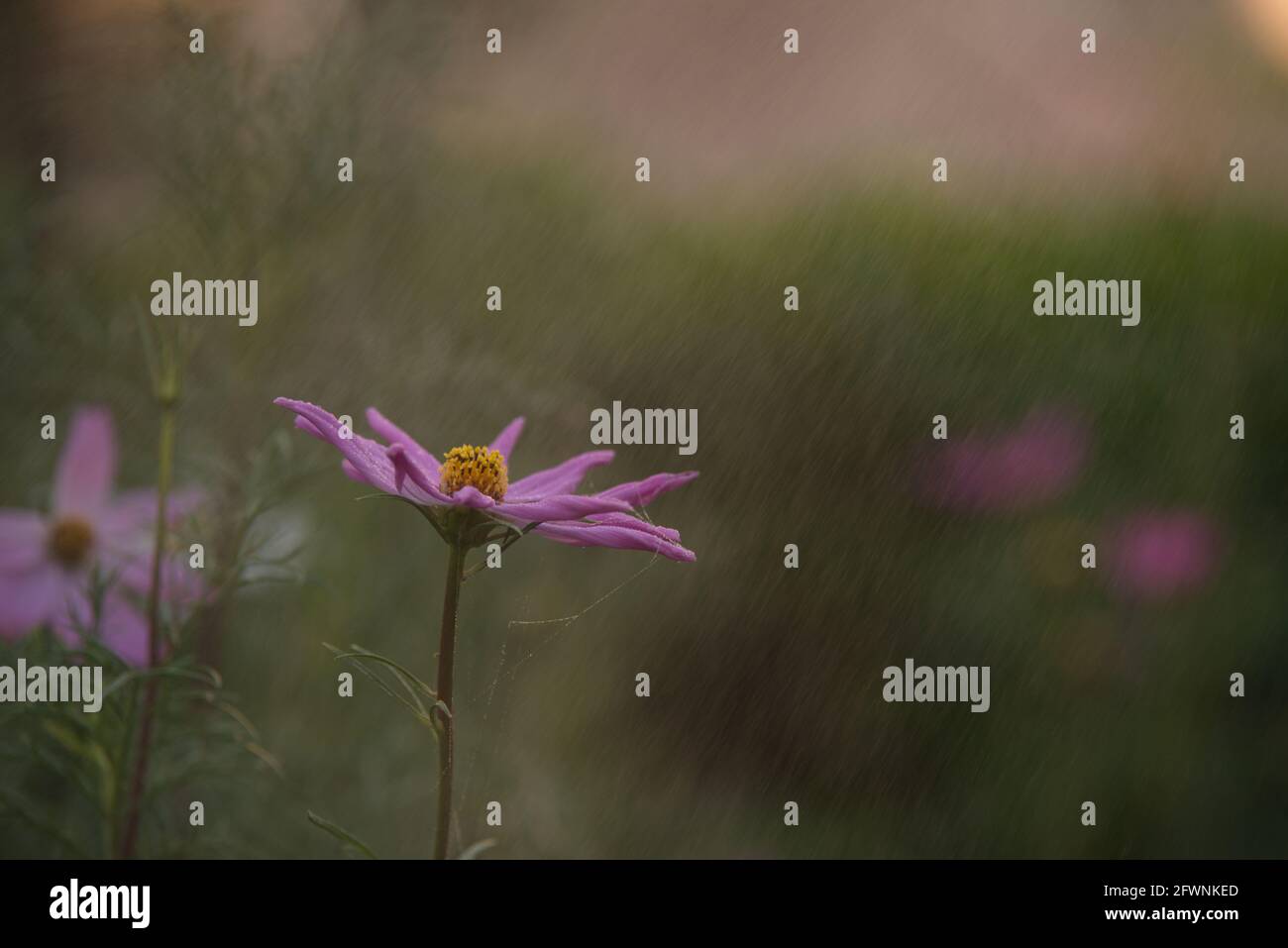 Cosmos is a genus, with the same common name of cosmos, consisting of ...