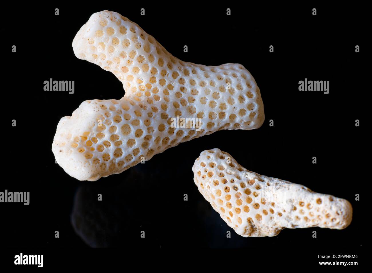 Coral skeleton hi-res stock photography and images - Alamy