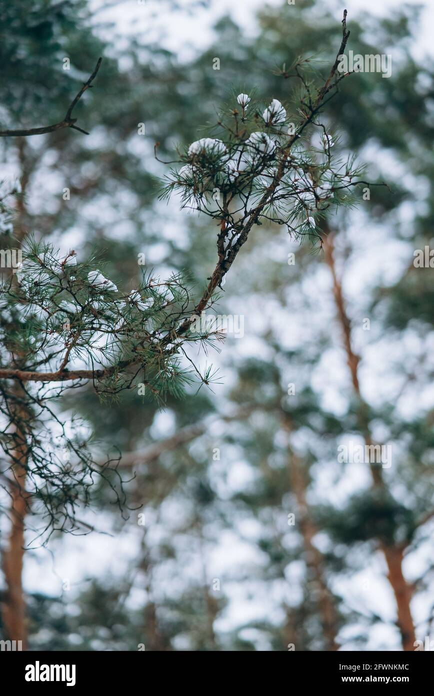 Winter forest with snow on trees and floor Stock Photo - Alamy