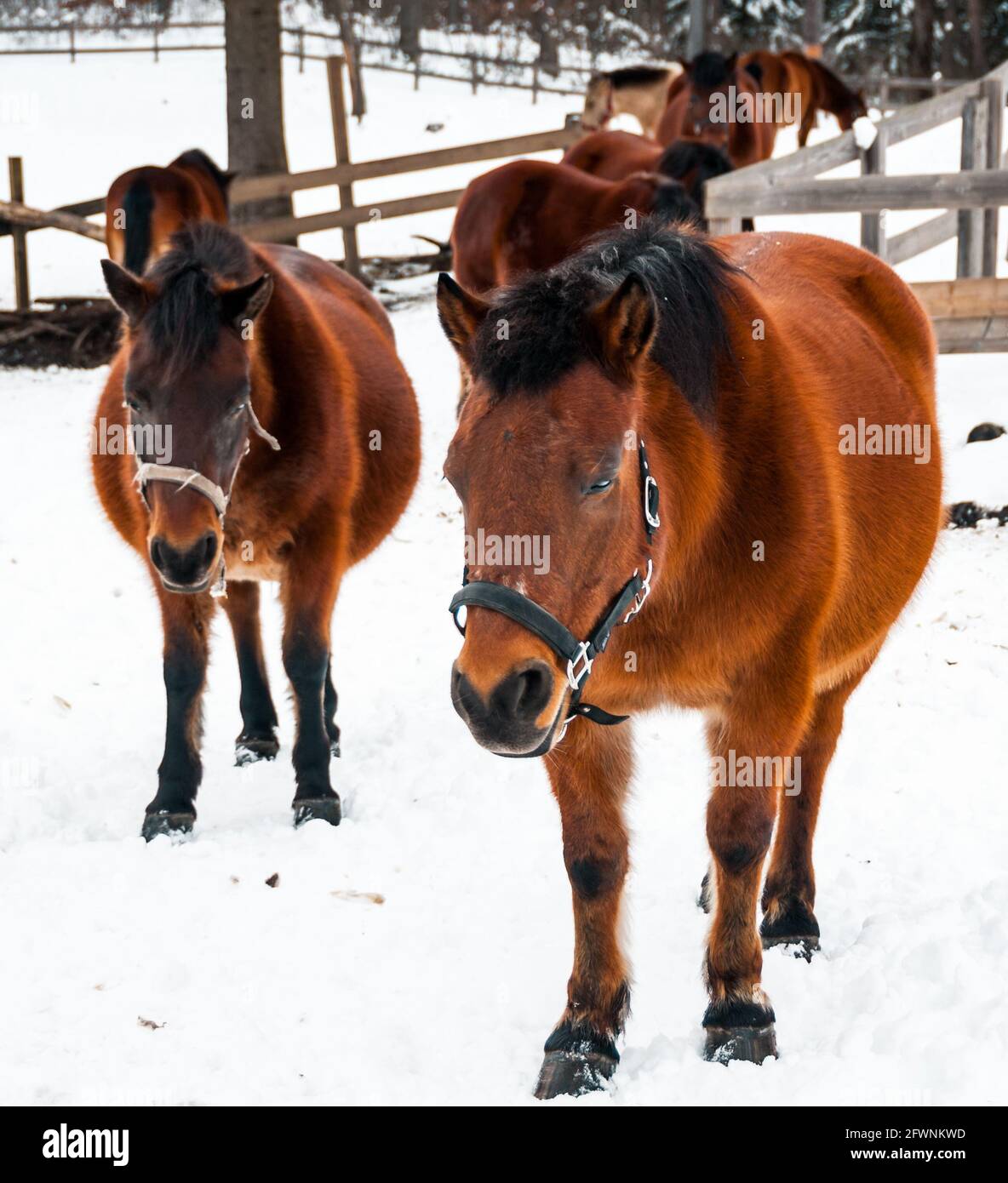 Mongolian plateau winter hi-res stock photography and images - Alamy