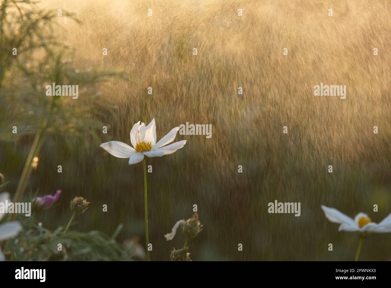 Cosmos is a genus, with the same common name of cosmos, consisting of ...