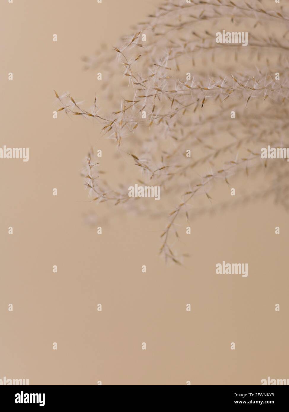 Dry beige grass on a beige wall background. Beautiful nature trend ...