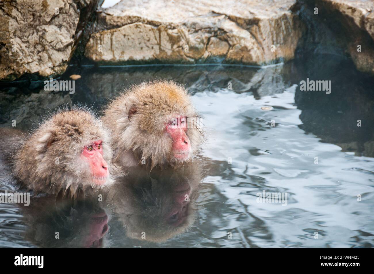 Two Japanese macaques enjoy the hot spring water at the Jigokudani ...