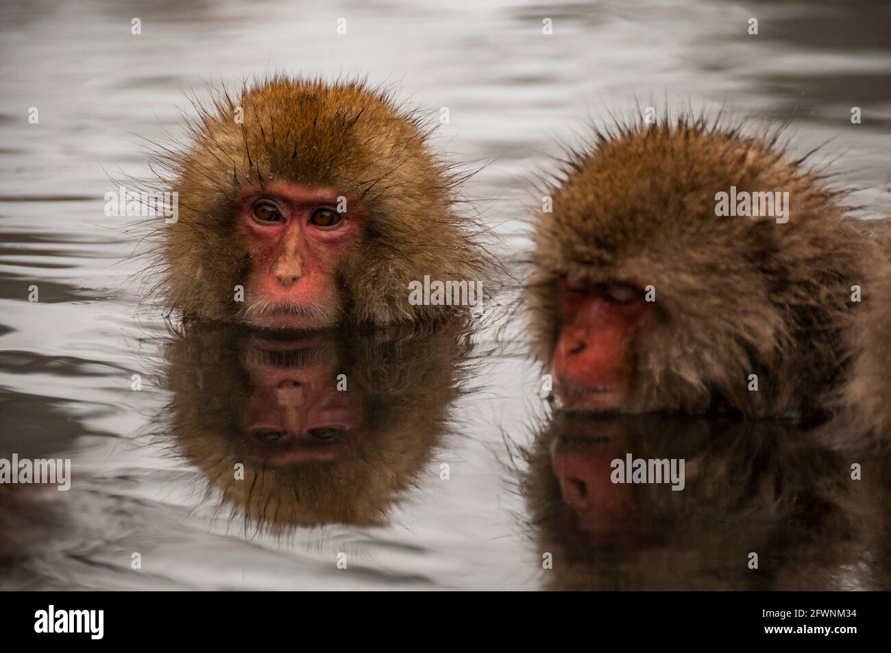 Two Japanese macaques enjoy the hot spring water at the Jigokudani ...