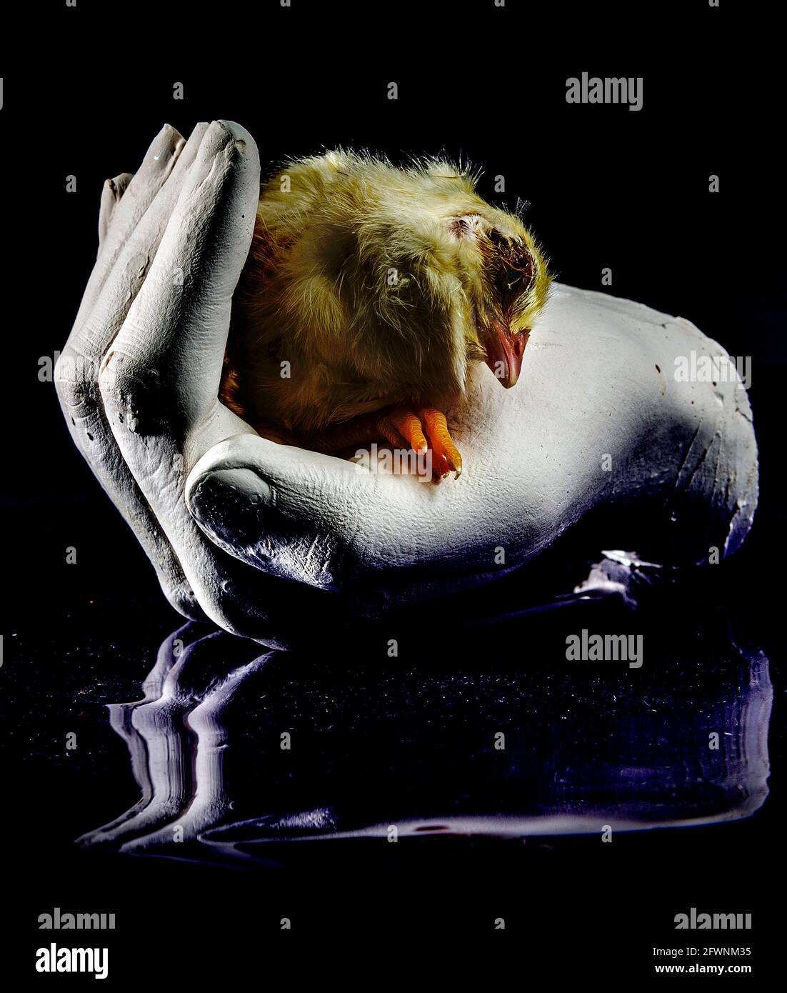 Dead bird in hand hi-res stock photography and images - Alamy