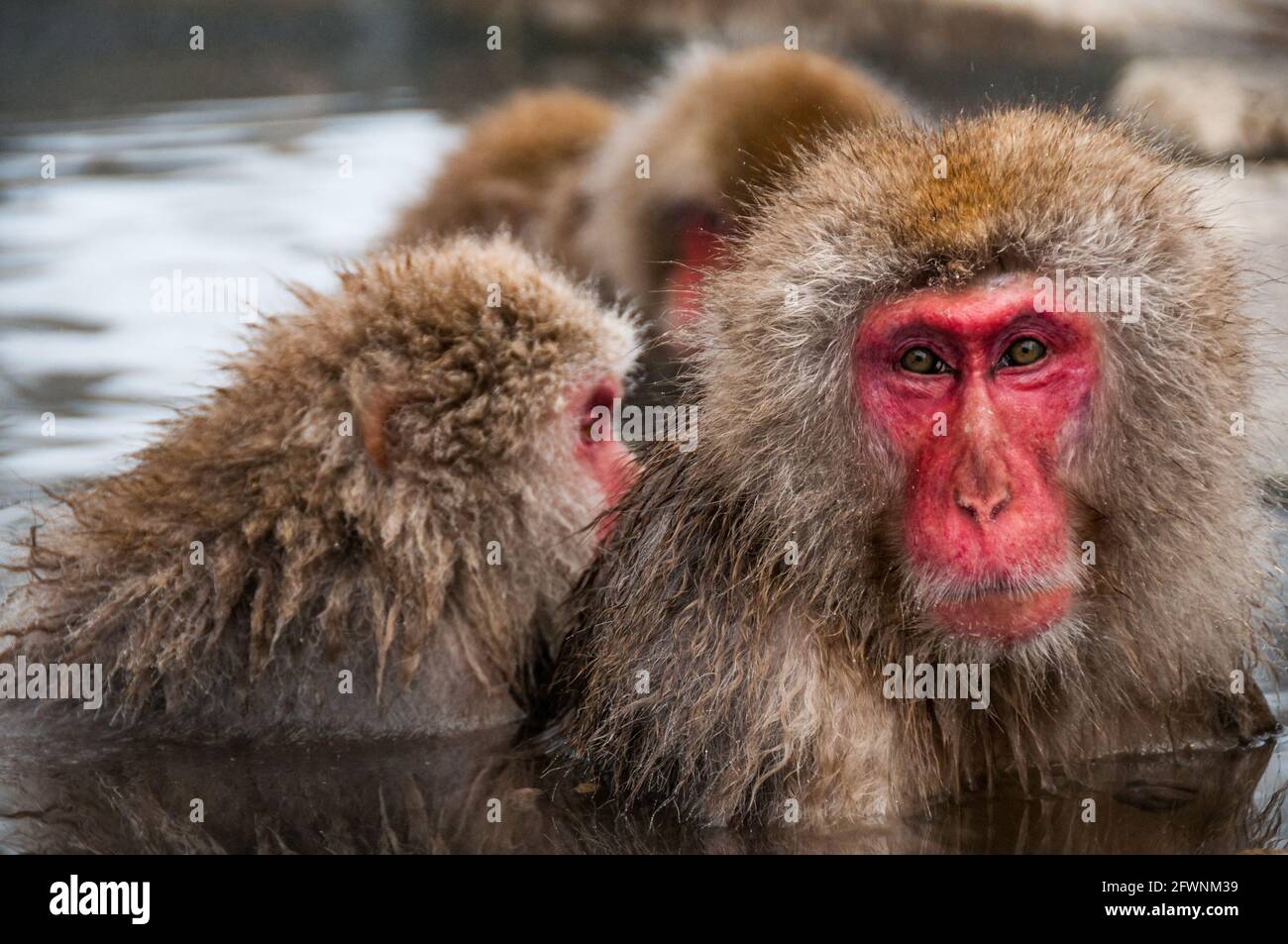 Red faced Japanese macaques enjoy the hot spring water at the ...