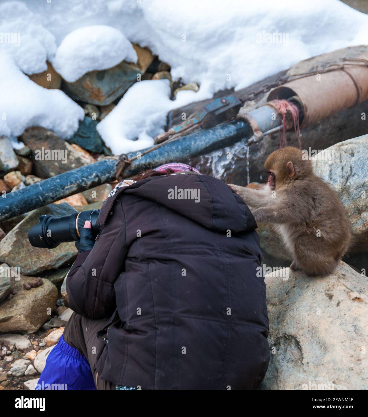 A young monkey starts grooming a female photographer at the Jigokudani ...