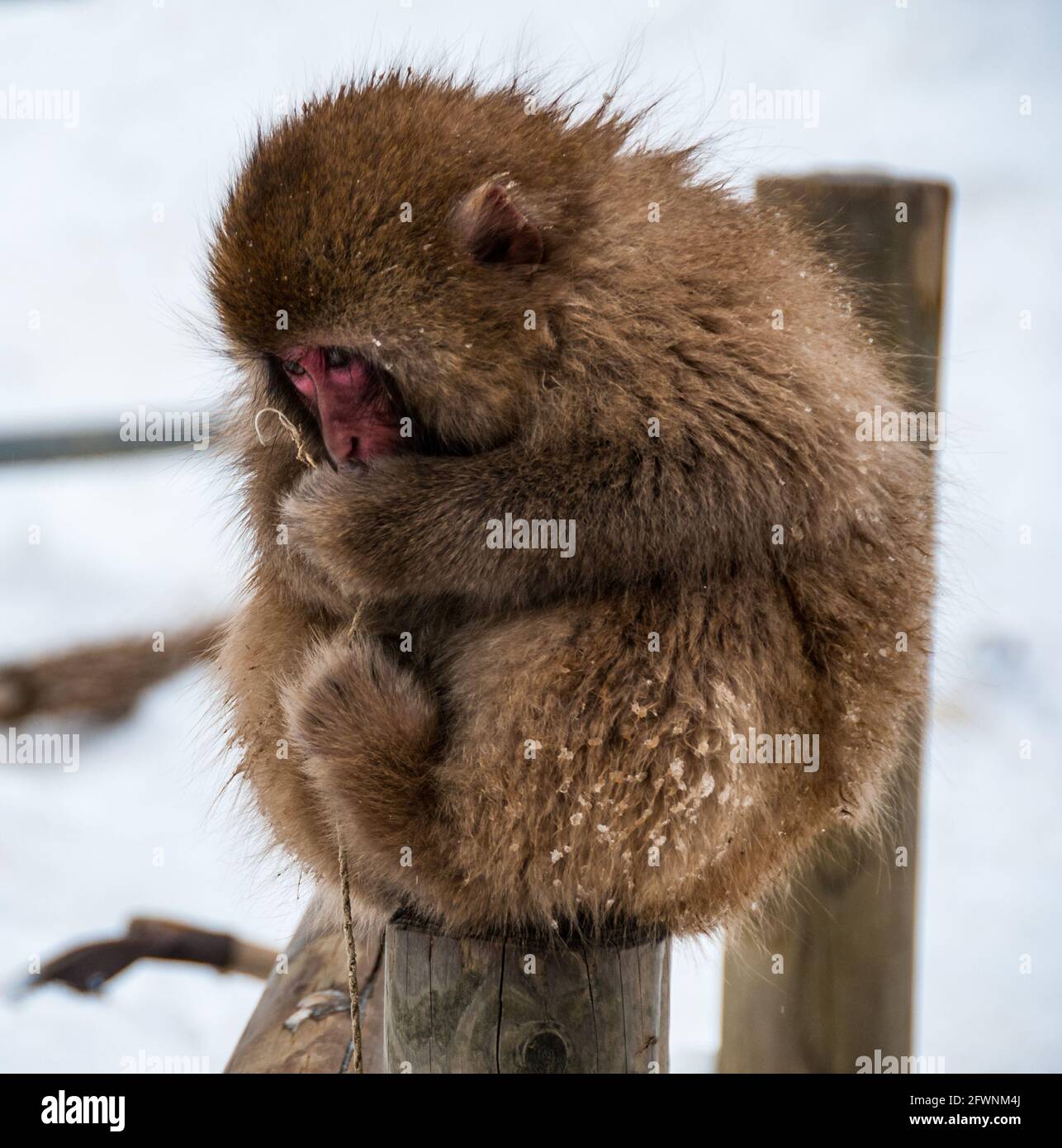 A baby snow monkey appears as a fluffy ball protecting itself against ...