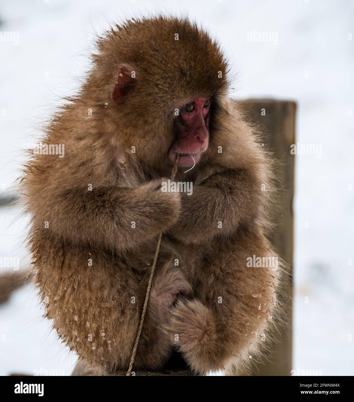 Baby snow monkey hi-res stock photography and images - Alamy