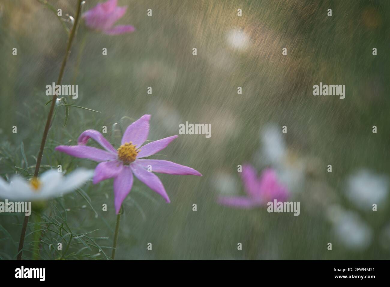 Cosmos is a genus, with the same common name of cosmos, consisting of ...